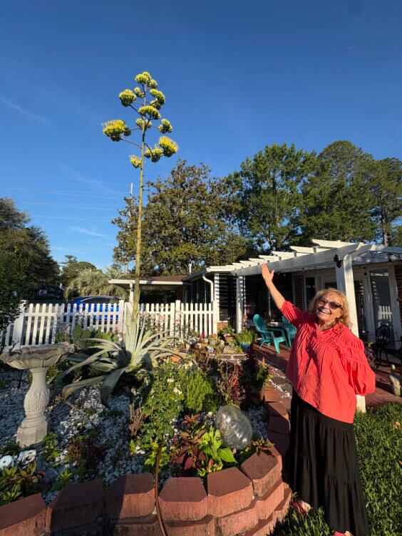 Century blooms in Savannah garden, drawing crowds
