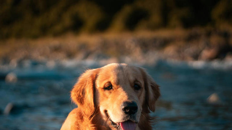 This golden retriever's jet ski joy ride gives new meaning to dog days ...
