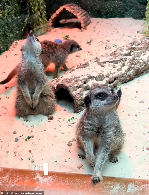 Children's zoo destroyed in fire did not have a licence as it emerges ...