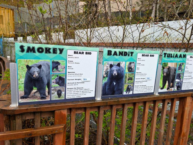 Sitka’s Fortress of the Bear – the unique bear sanctuary you must visit