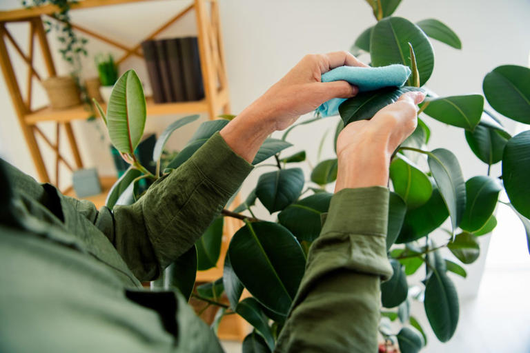 Pros say skipping this simple care step could be killing your plants