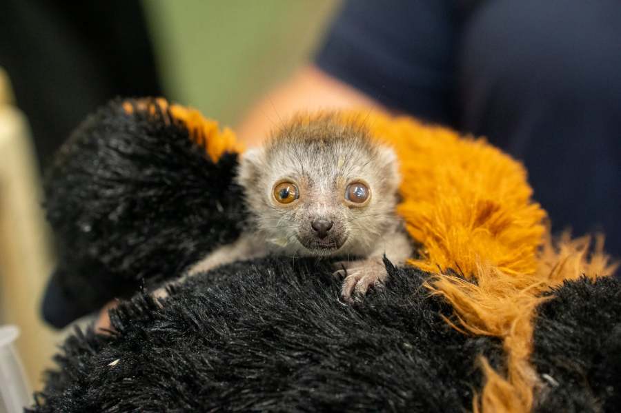 Abilene Zoo welcomes Goob, their first ever crowned lemur birth!