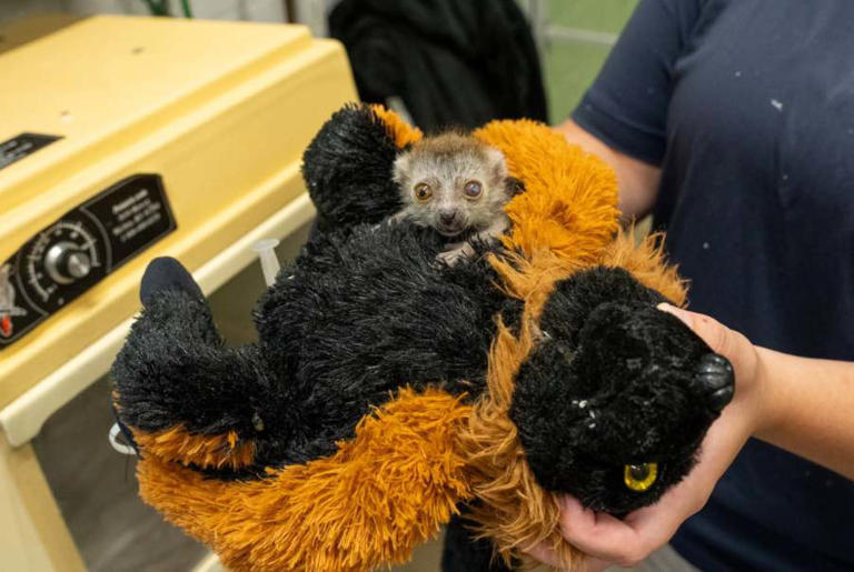 Abilene Zoo welcomes Goob, their first ever crowned lemur birth!