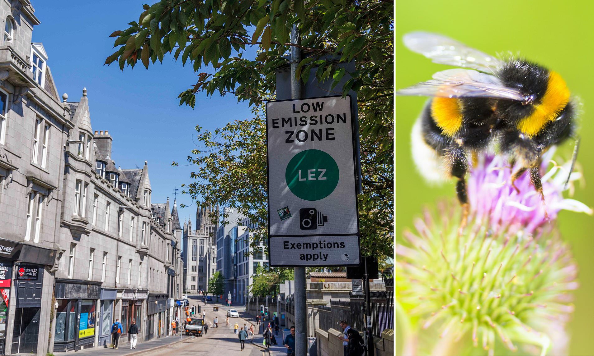 Motorists stung by LEZ fines to fund £60,000 'urban bees' project