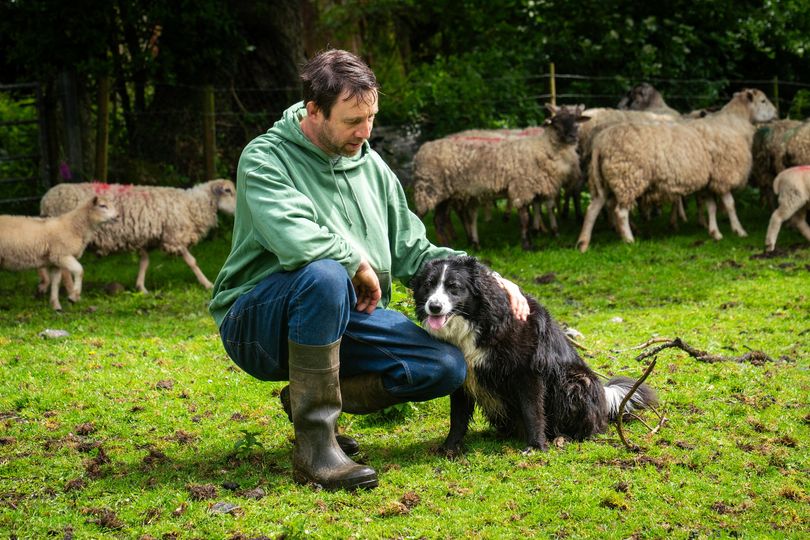 RSPCA probes complaint about sheepdog 'worrying sheep'