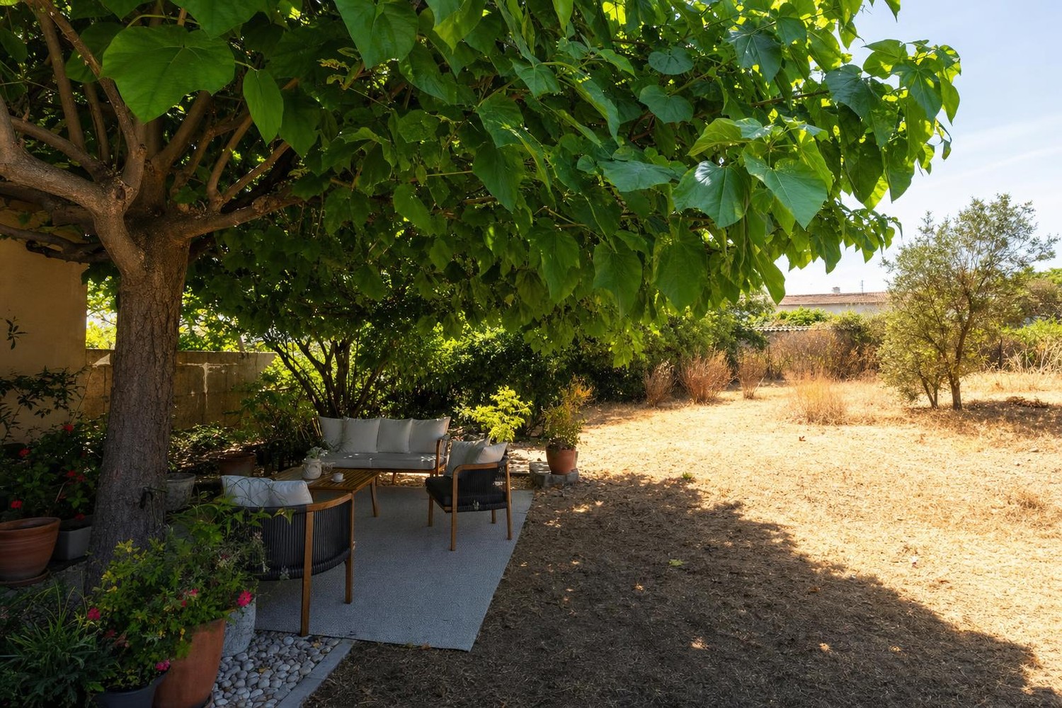 Cet arbre pousse à toute allure et transforme votre jardin en oasis ...