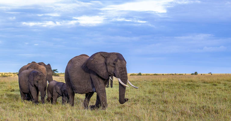 Snake or elephant first? What this viral illusion says about you