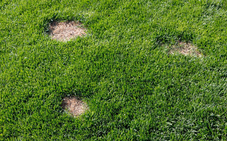 How to fix bare spots in your lawn