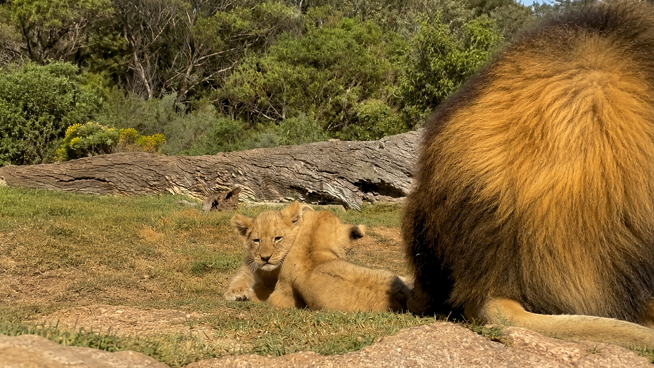 Watch the emotional moment between a lion and his cubs