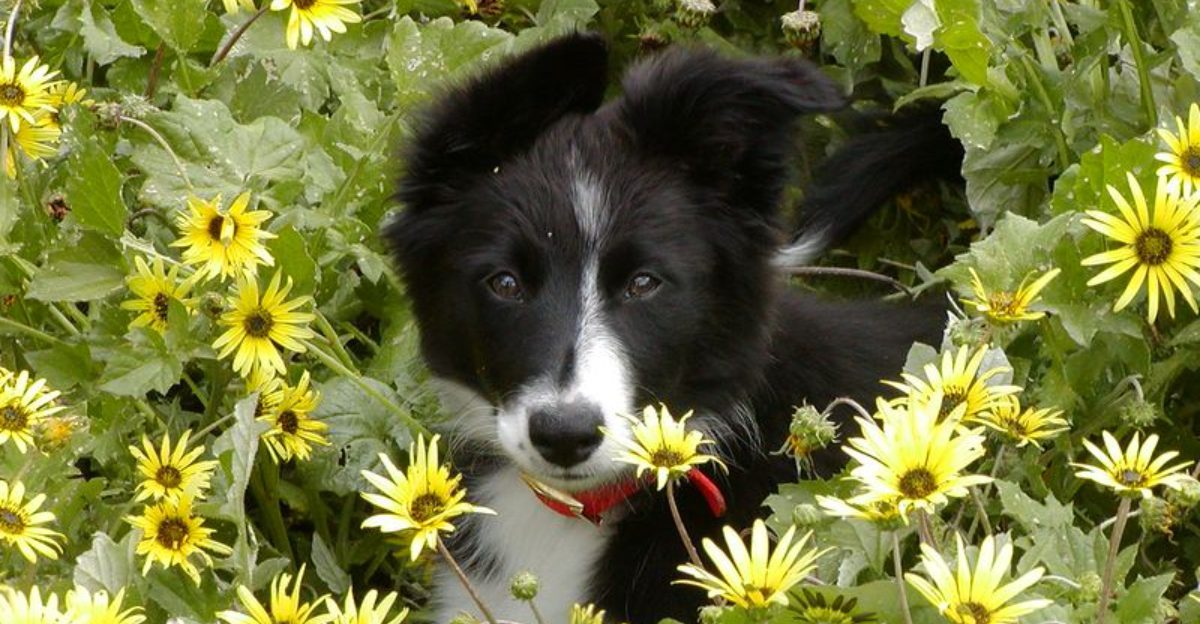 11 tireless farm dogs that prove hustle is built into their DNA