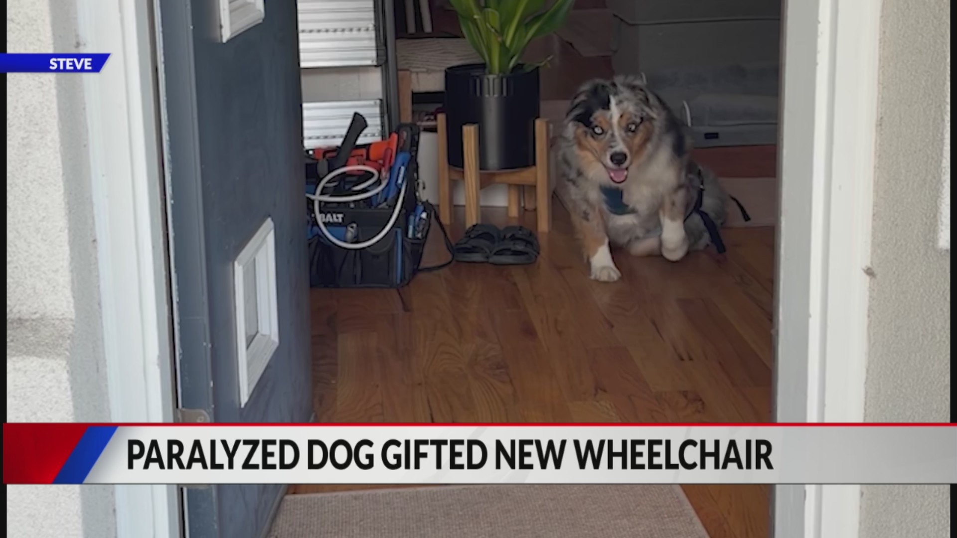 Paralyzed dog gifted new wheelchair