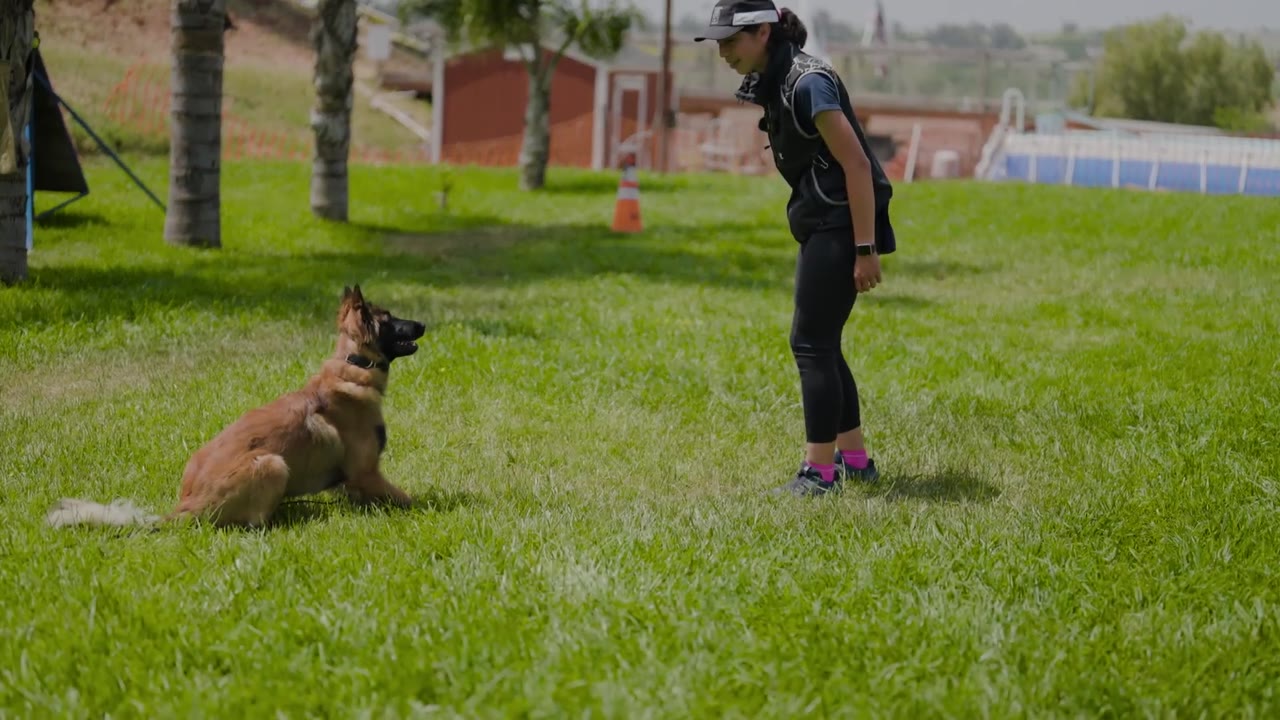 Uncovering the facts about dog motivation techniques