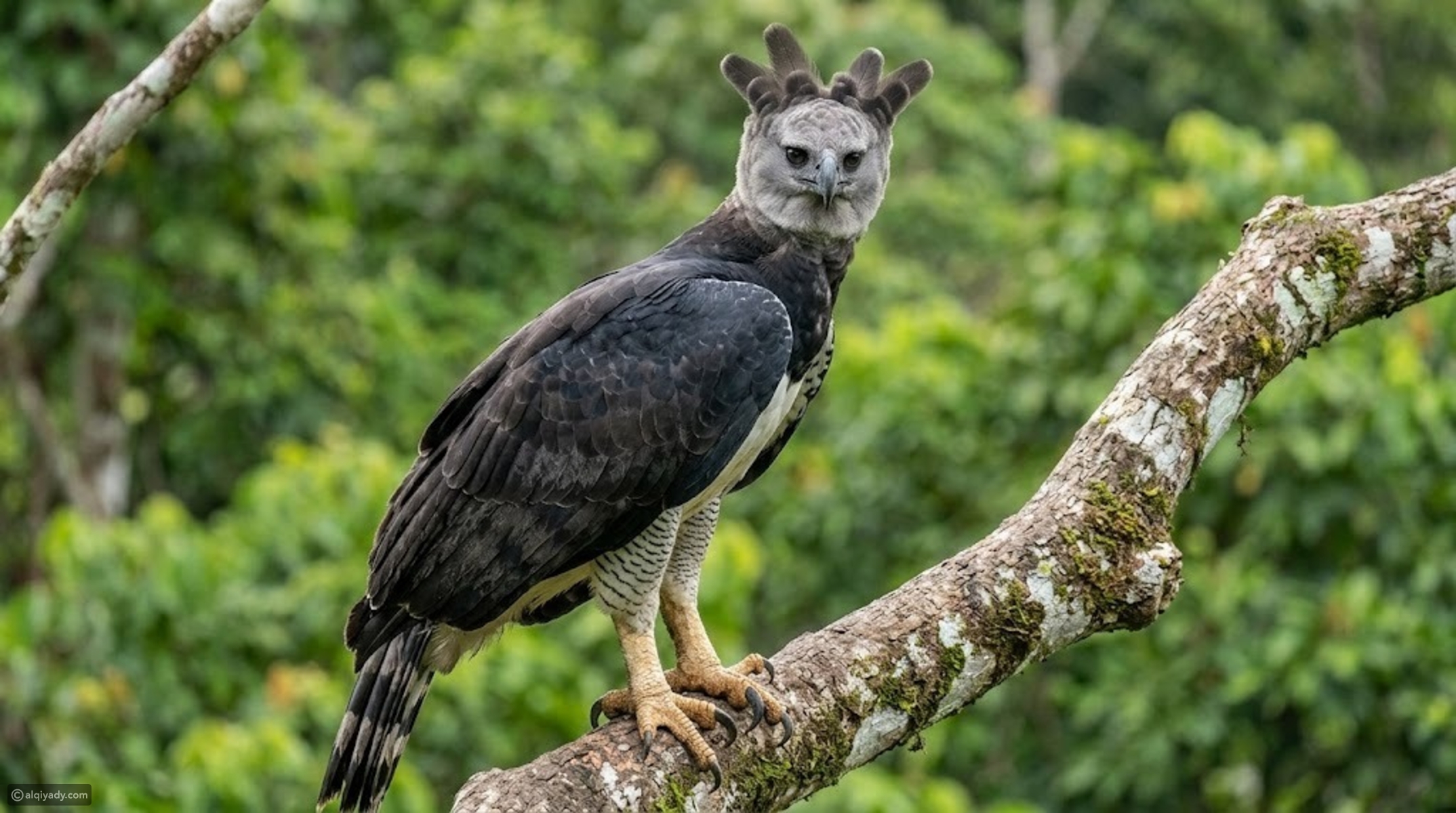 They found the world’s strongest bird — it can carry 40-pound prey