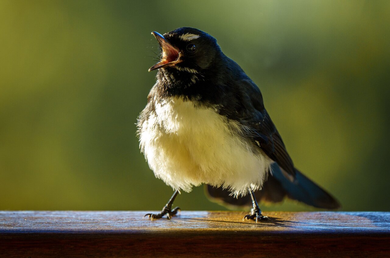 Why animal calls sound alike in time: Most species share a common ...