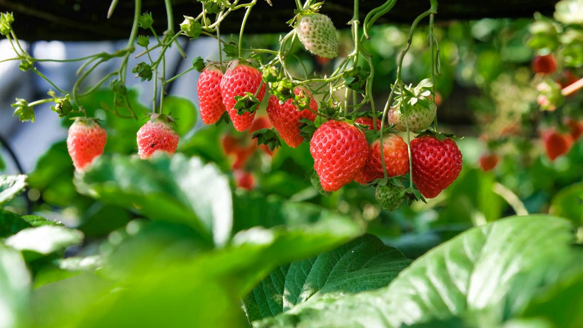 Avoid moldy strawberries: Essential tips for growing them successfully