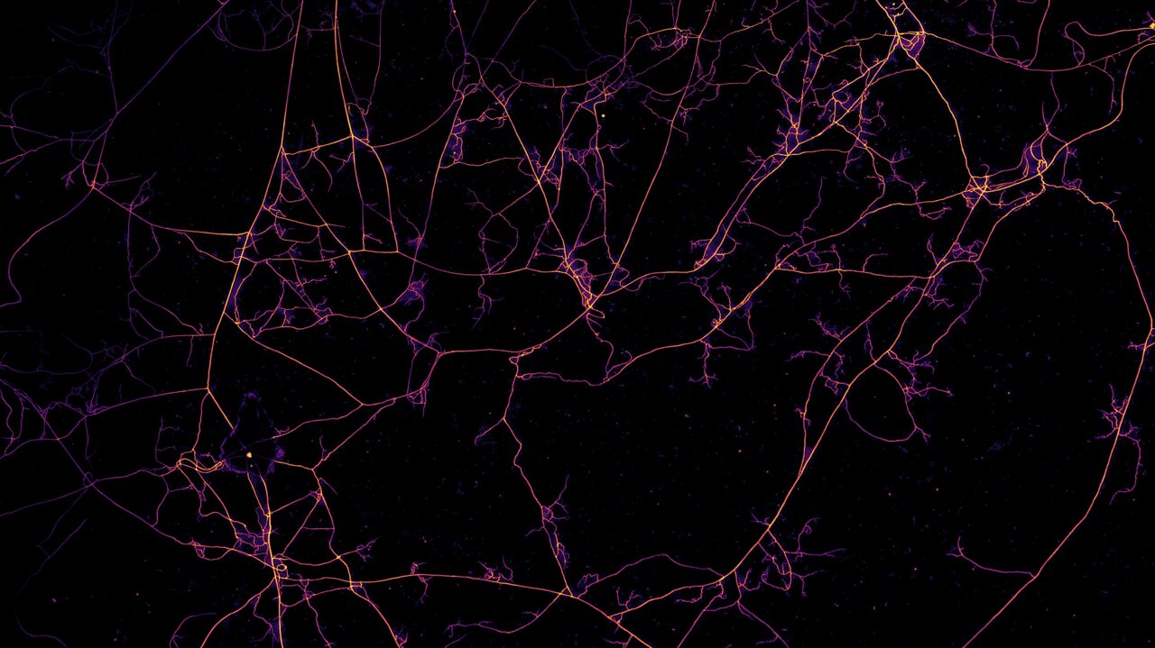 First global map of mycorrhizal fungi reveals true scale of underground ...