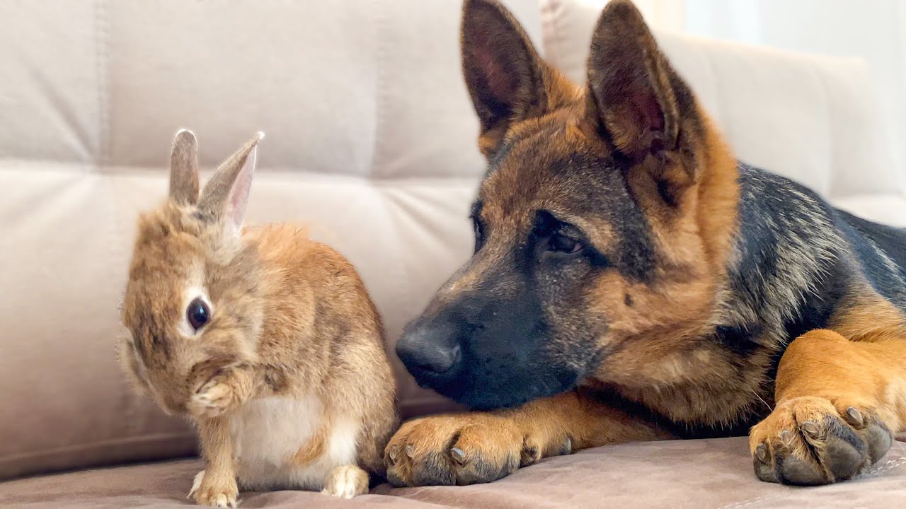Duitse herder pup reageert op een konijn dat zijn gezicht wast