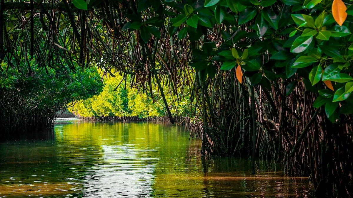 Mangroves planted to protect Sundarbans