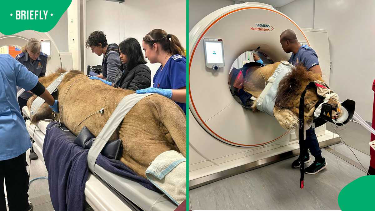 Lion receives CT scan at Onderstepoort Veterinary Academic Hospital