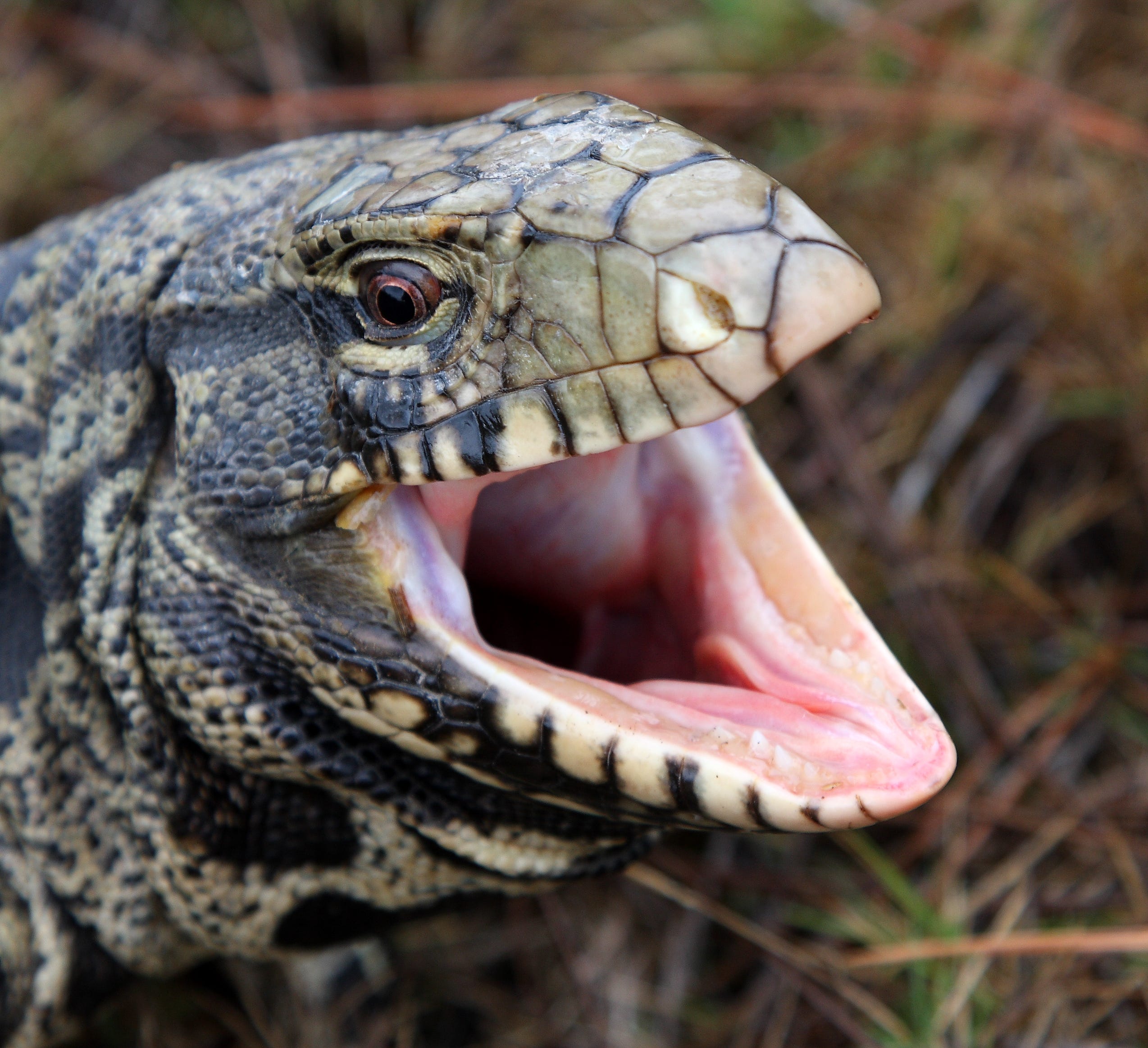 Invasive tegu reports in Georgia have grown to 56. Where are they?