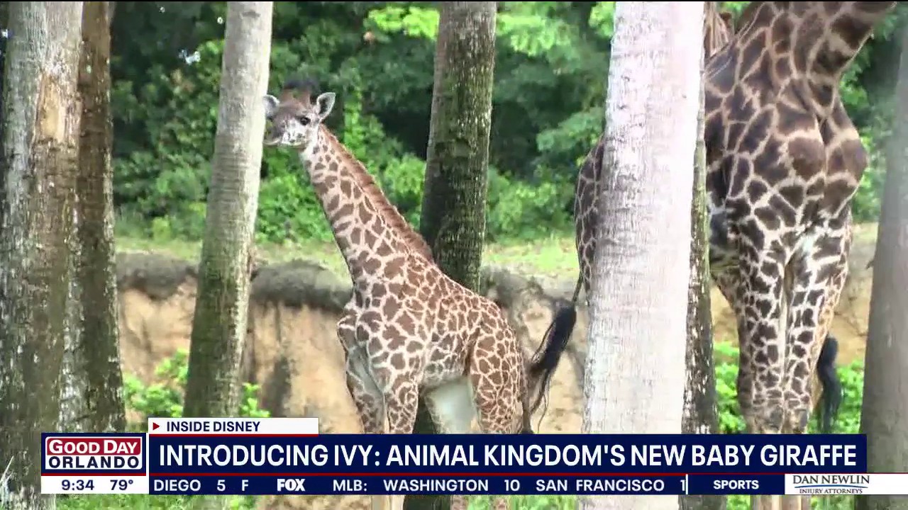 Introducing Ivy: Animal Kingdom's new baby giraffe