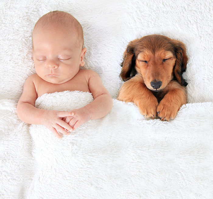 101 pics that prove dogs are better than a pillow