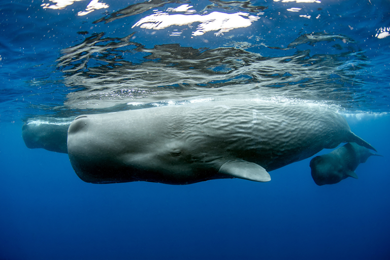 Decoding whale language could unlock new legal rights for them