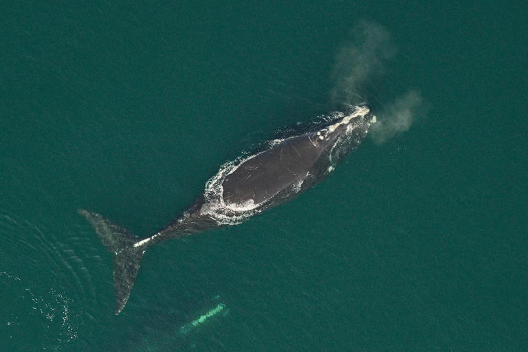 Search continues for entangled North Atlantic right whale spotted off NB
