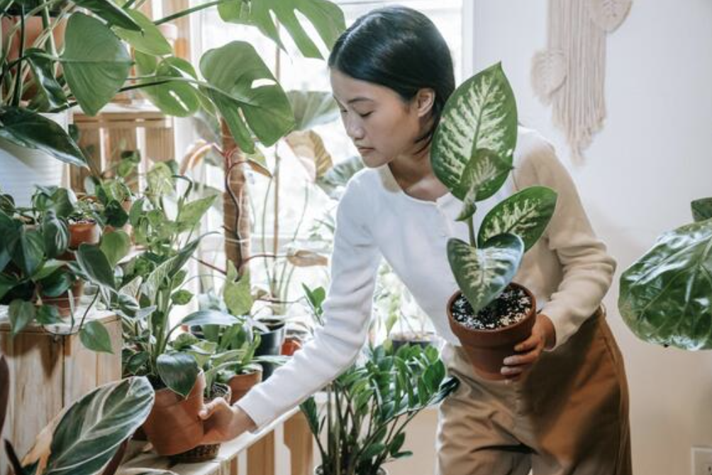 Bring a plant, take a plant: Weymouth Library’s swap you don’t want to miss