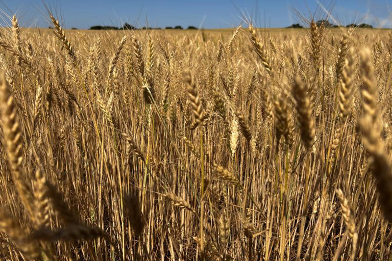 USDA cuts US winter wheat harvest outlook after Plains drought