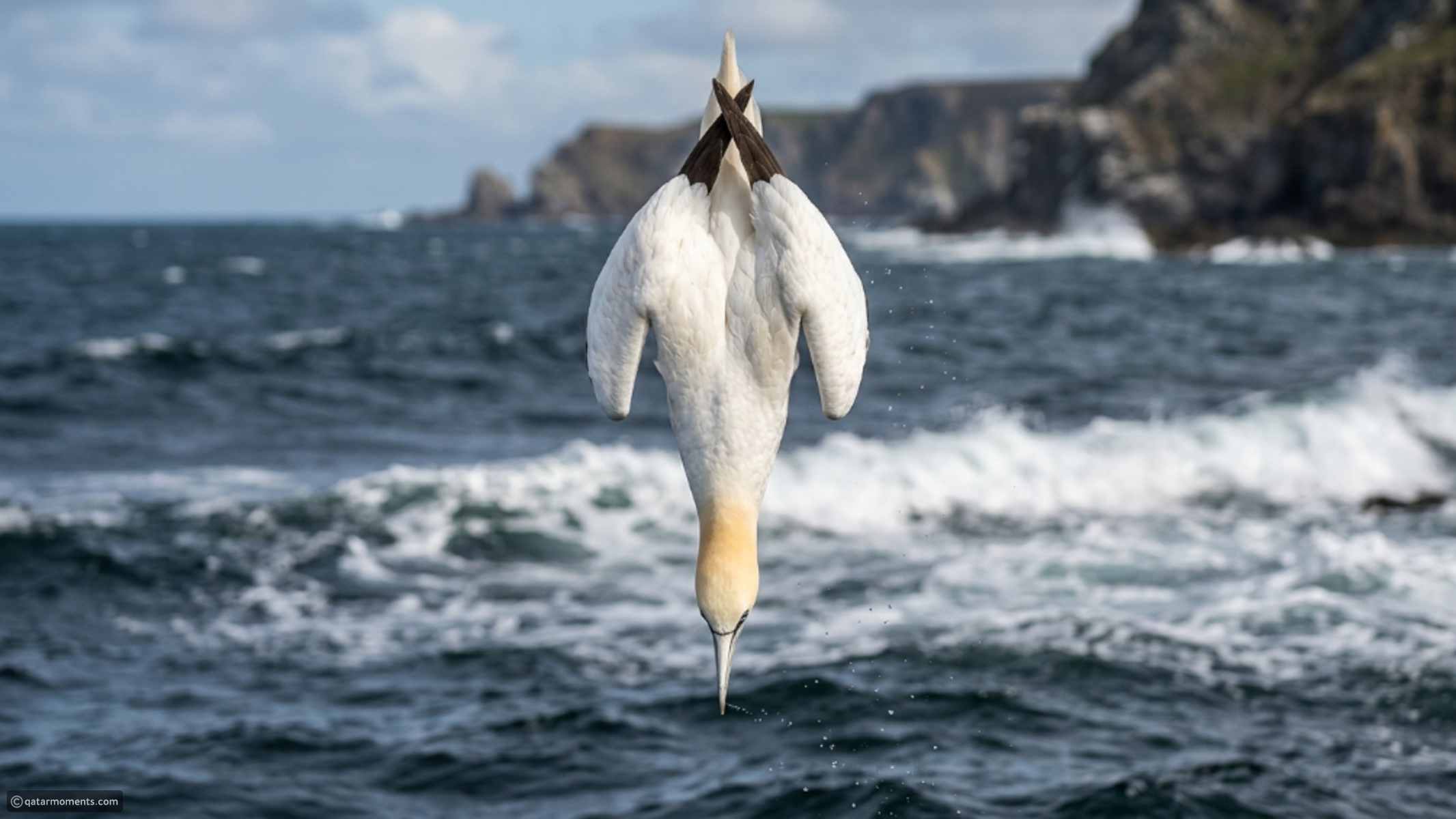 These remarkable birds can fly through the sky and swim beneath the water
