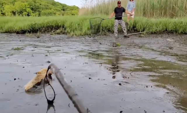 Long Island rescuers wade into 4-foot-deep mud to save coyote with only ...