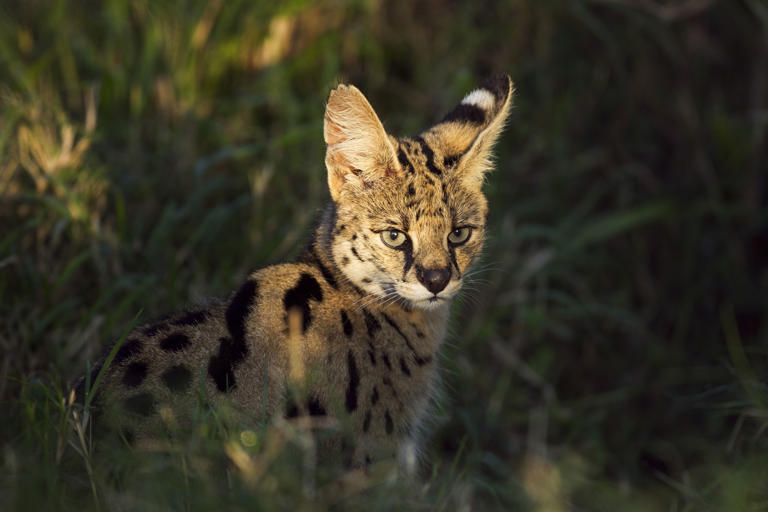 The half-wild pet cat that can cost £20,000 is better at killing than ...