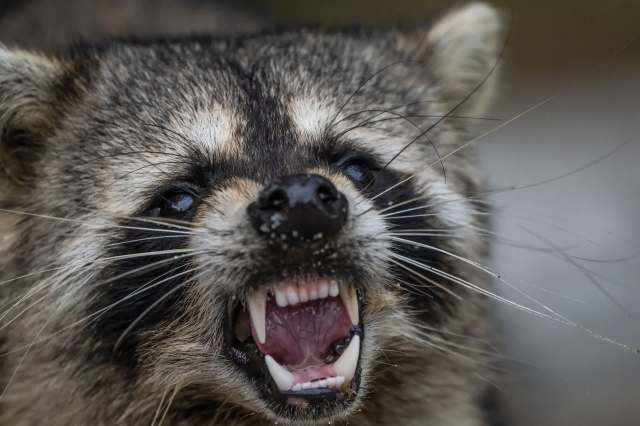 Woman traps backyard raccoon before 3 more rush out and attack her ...