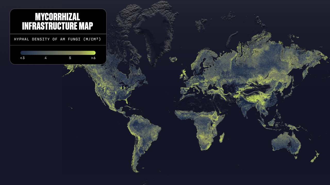 Earth's underground fungal network is so massive, it would span 10% of ...