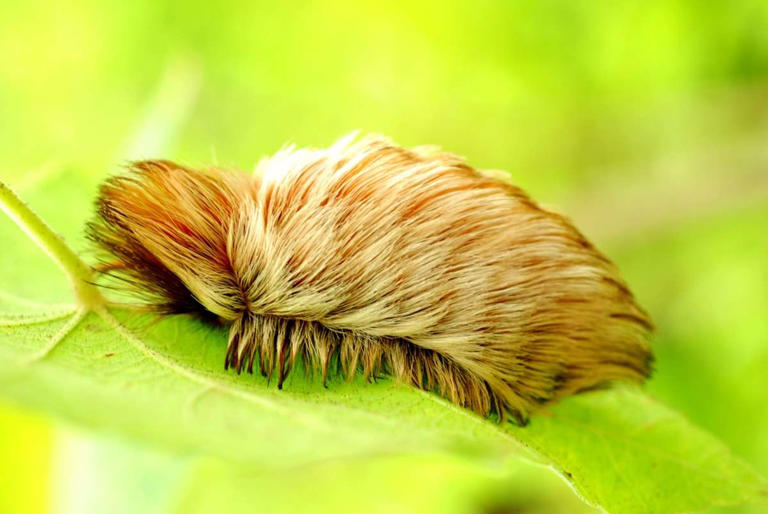 Puss caterpillar is one of North America's most venomous insects