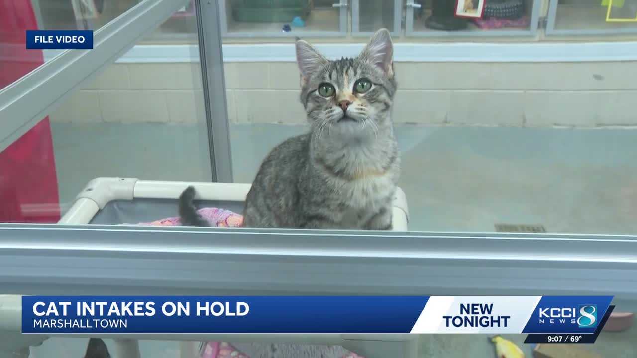 Marshalltown shelter pauses cat intakes amid overcrowding