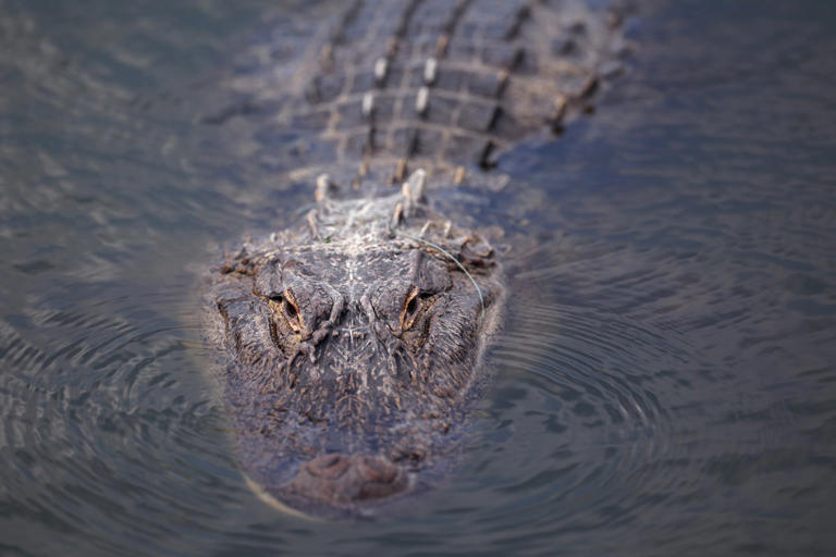 414 alligators removed from Disney World property after toddler death
