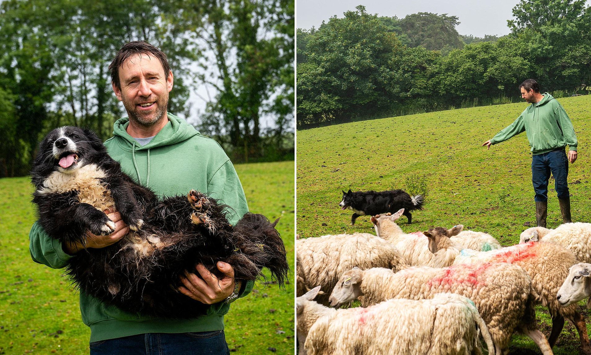 Farmer receives complaint from RSPCA after his sheepdog was reported to ...