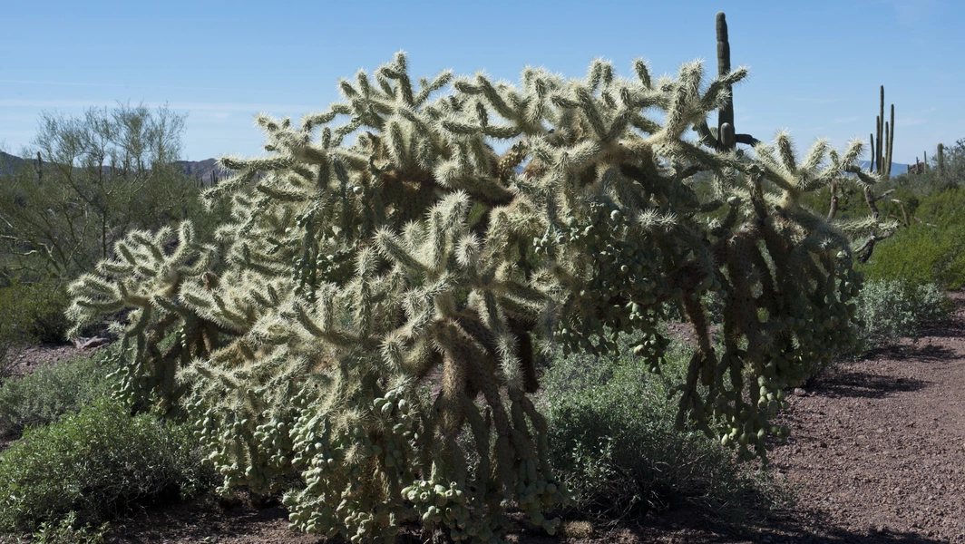 Coyote pup survives extreme cactus spine ordeal in Arizona