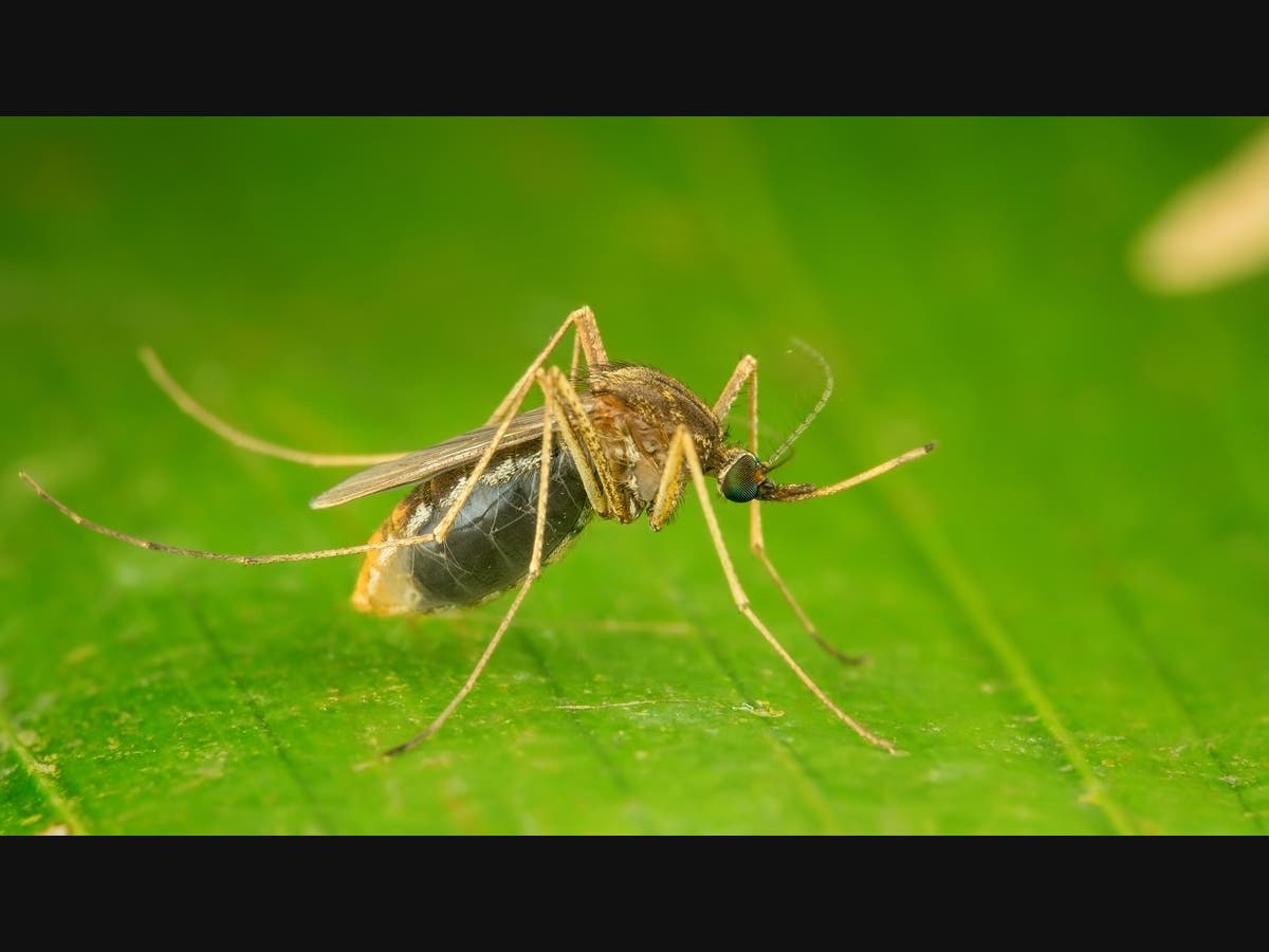 Mosquito spraying scheduled in Sudbury this month