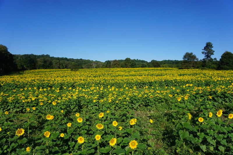This giant New Jersey sunflower maze is a bright summer detour worth ...