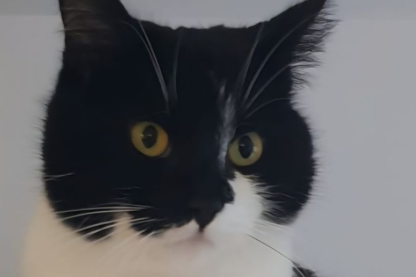 Couple's plea as cat goes missing after climbing into Ocado delivery van
