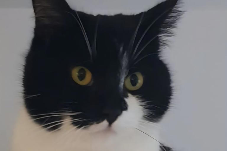 Couple's plea as cat goes missing after climbing into Ocado delivery van