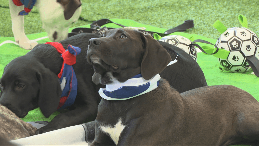 Hotel for Homeless Dogs hosts World Cup-themed 'Puppy Bowl' for ...