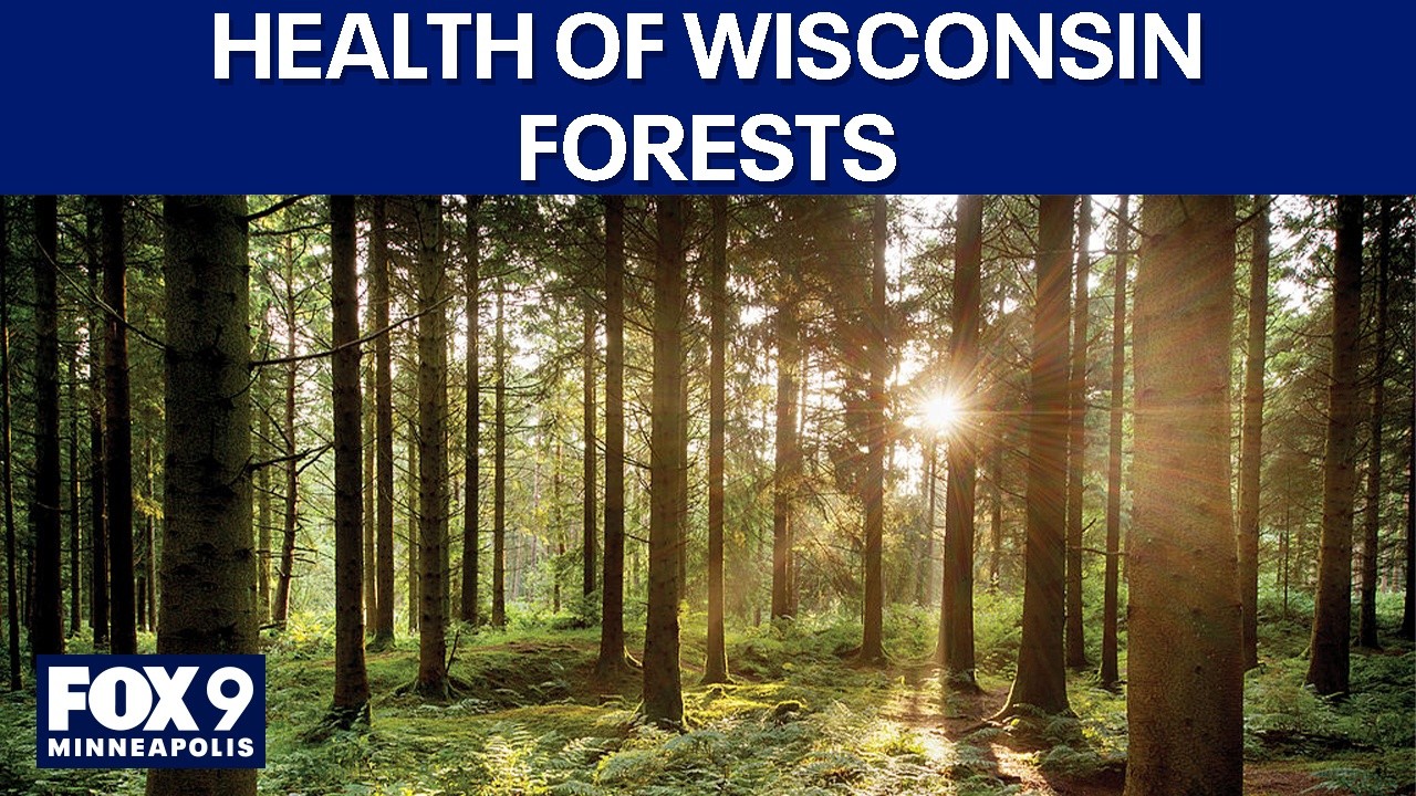Emerald ash borer and the health of Wisconsin's forests