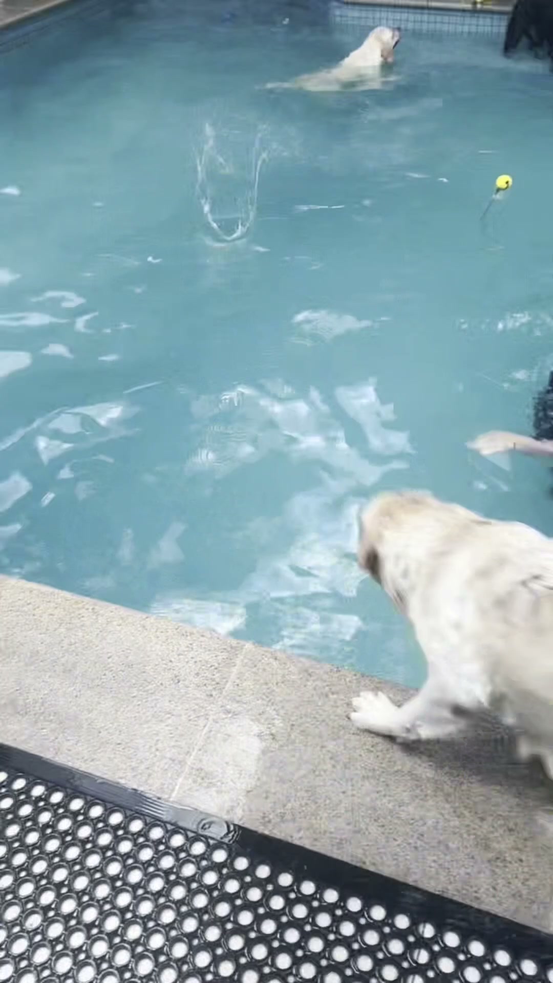 Playful dogs enjoy a fun day at the pool