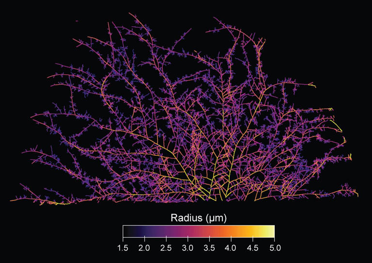 First global map of mycorrhizal fungi reveals true scale of underground ...