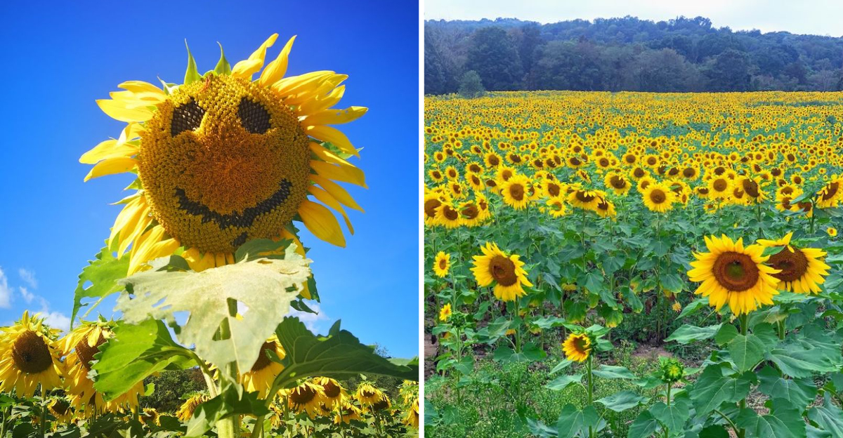 This giant New Jersey sunflower maze is a bright summer detour worth ...