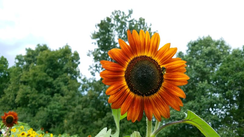 This giant New Jersey sunflower maze is a bright summer detour worth ...
